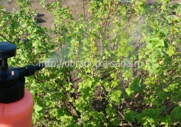 Защита смородины от вредителей